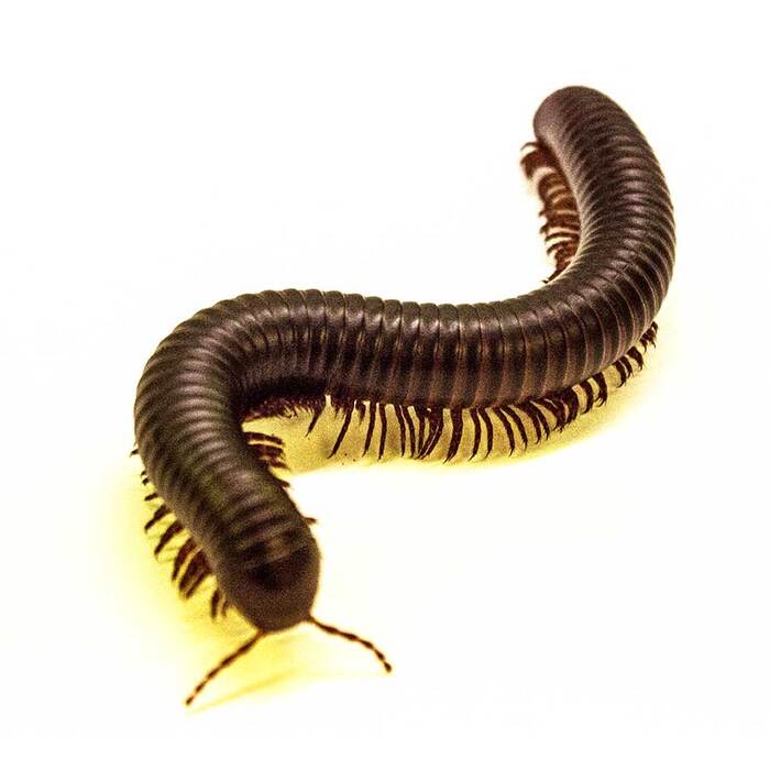 African train millipede :: rm-exotics