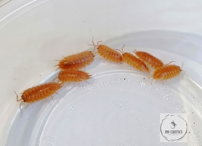 Porcellio Laevis - Giant Orange Isopods x10 :: rm-exotics