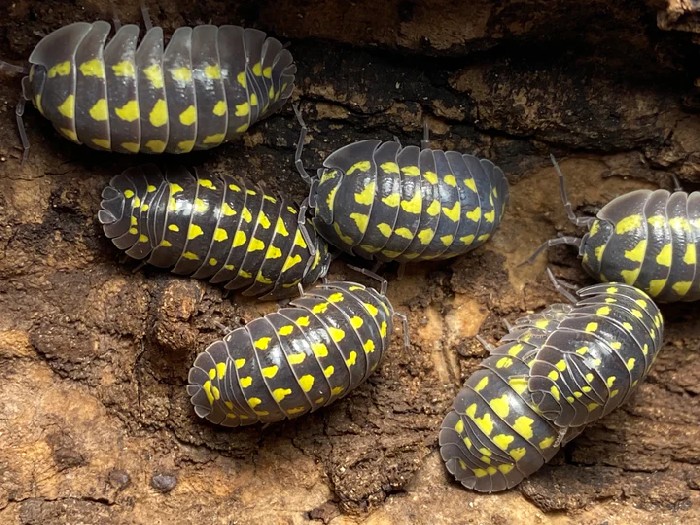 Armadillidium Gestroi - Yellow Spotted Isopods