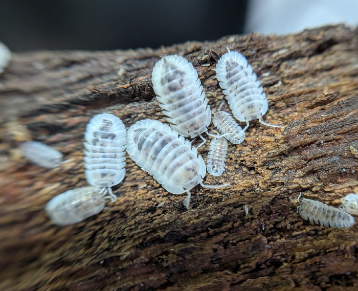 Nesodillo Archangeli - Shiro Utsuri Isopods x10 :: rm-exotics